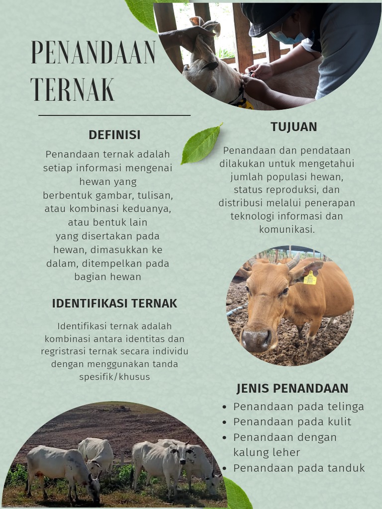 Pamflet Penandaan Ternak | PDF