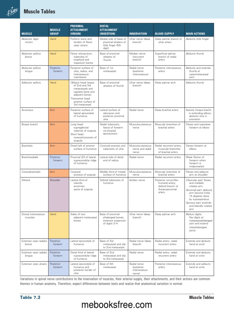 MOINA Upper Extremities (NETTER) PDF | PDF