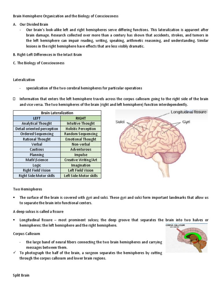 Brain Hemisphere Functions and Split Brain | PDF