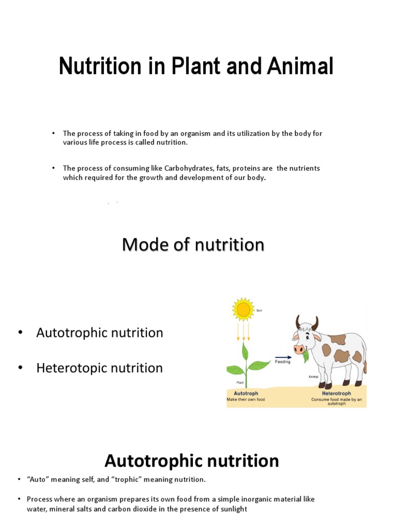 Chapter 1 - Nutrition in Plant and Animal | PDF