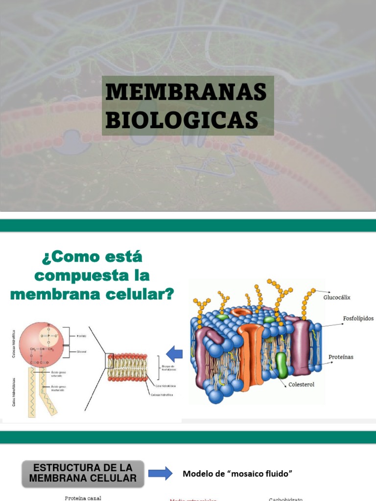 Clase 5 - Membranas Biológicas PDF | PDF