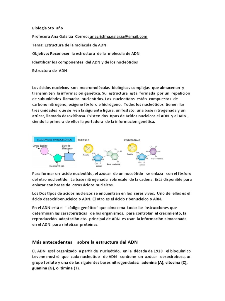 ESTRUCTURA DEL ADN TP3 - Copia-1 | PDF
