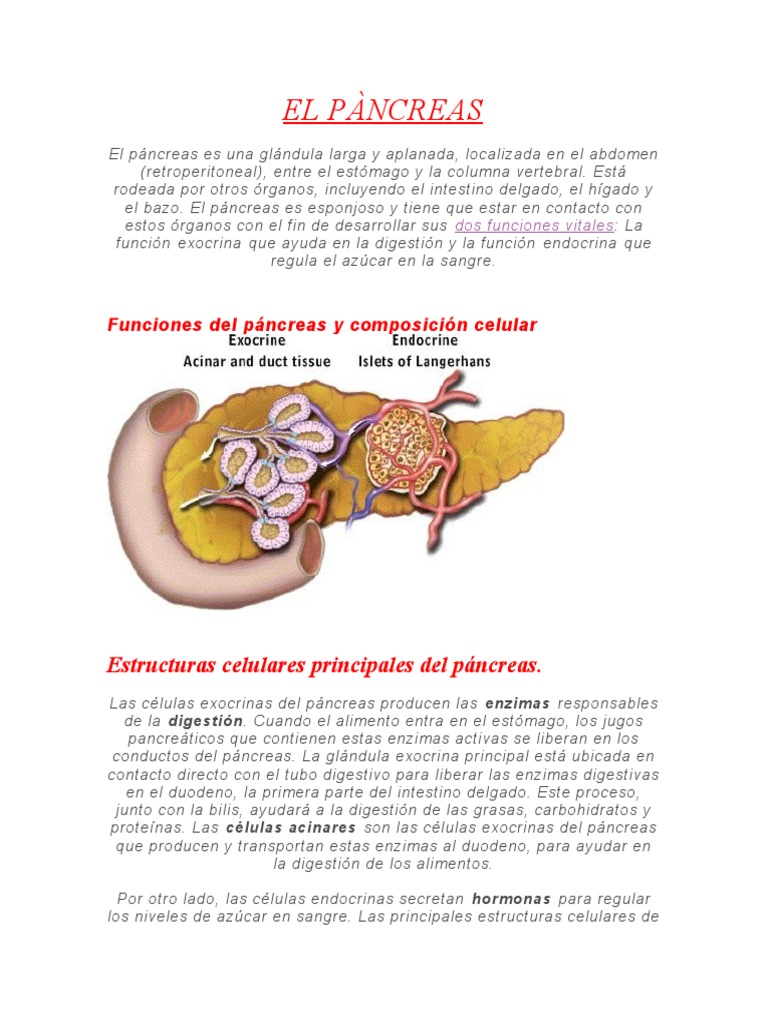 El Pàncreas | PDF