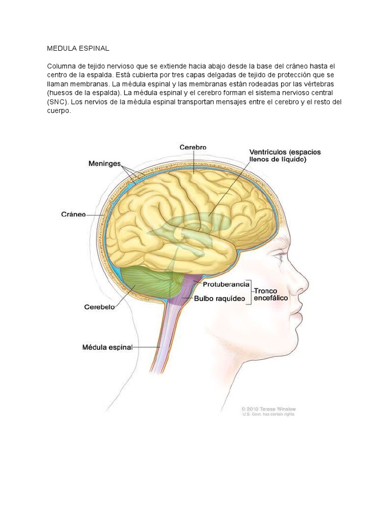 Anatomía y Protección de la Médula Espinal | PDF