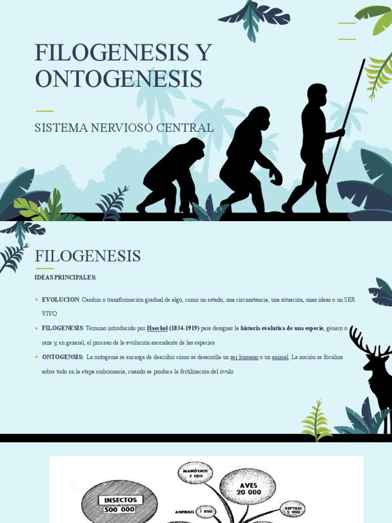 Filogenesis Clase 4 | PDF
