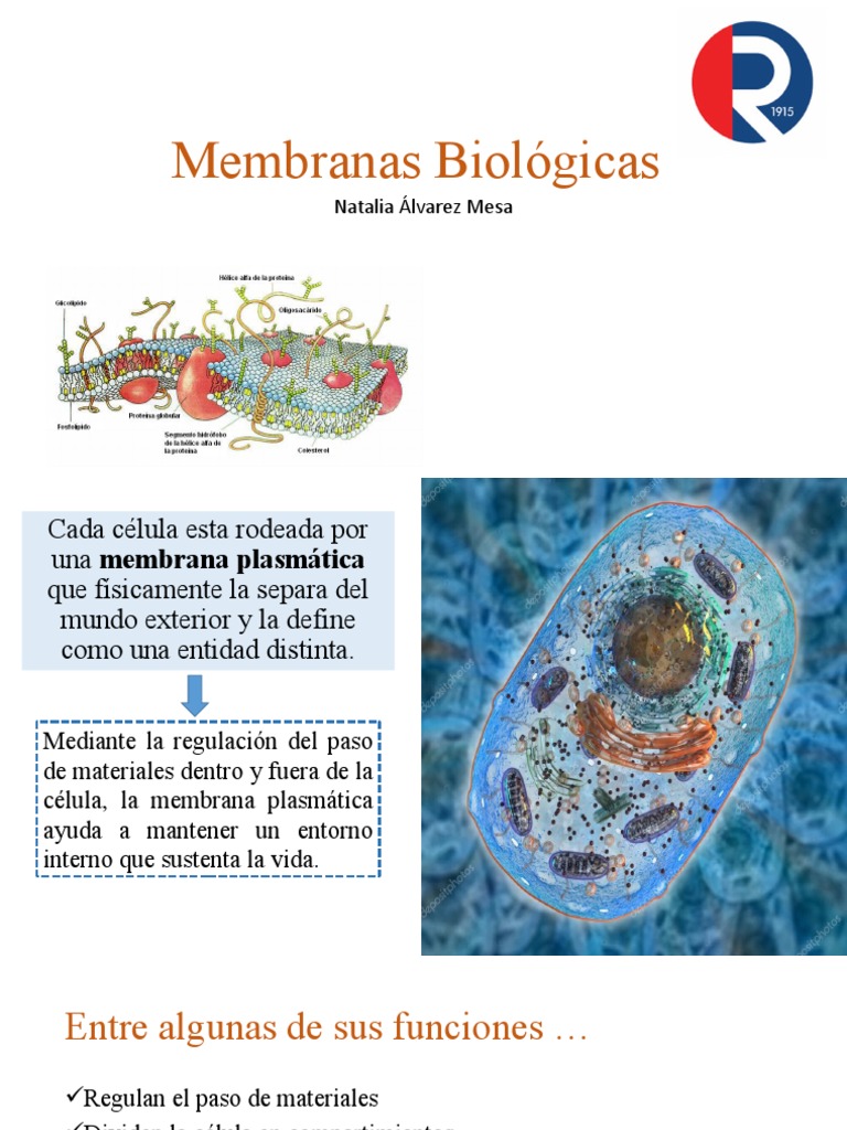 Membranas Biológicas | PDF | Membrana celular | Membrana biológica