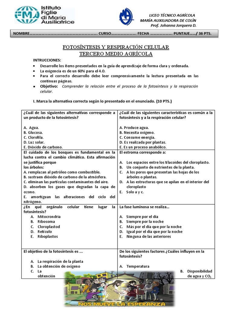 Guía de Fotosíntesis y Respiración | PDF | Fotosíntesis | Plantas