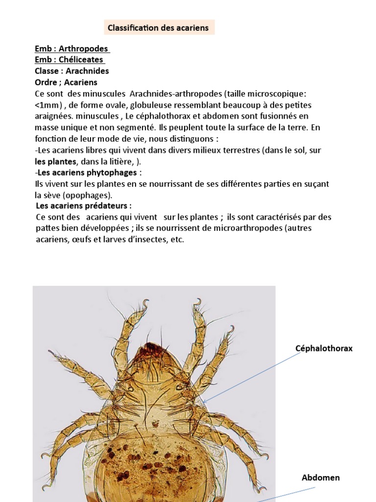 Acariens | PDF | Plantes | Agriculture