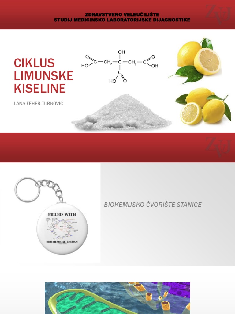 Ciklus Limunske Kiseline I Regulacija CLK PDF | PDF