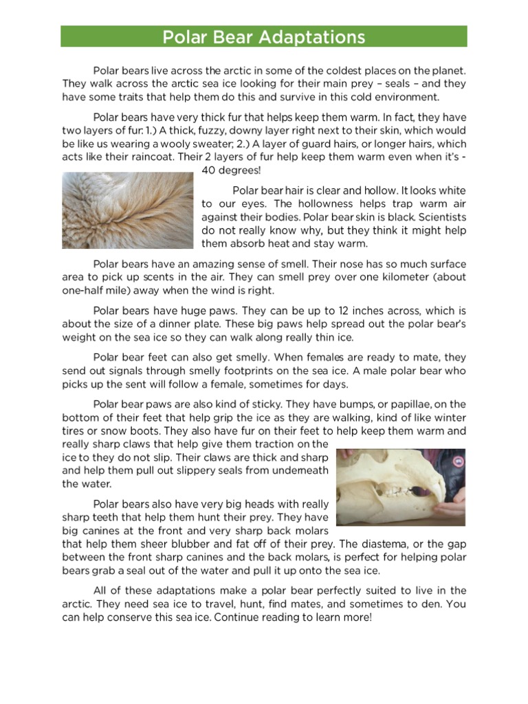 Polar Bear Adaptations | PDF