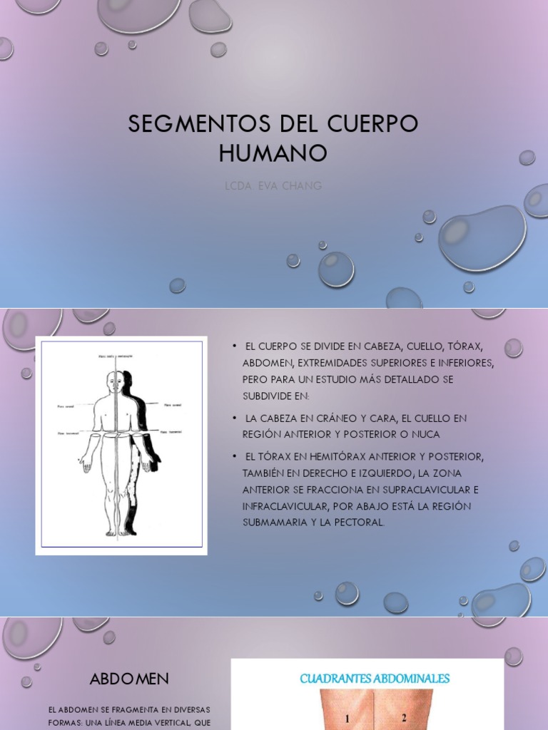 Segmentos Del Cuerpo Humano PDF | PDF