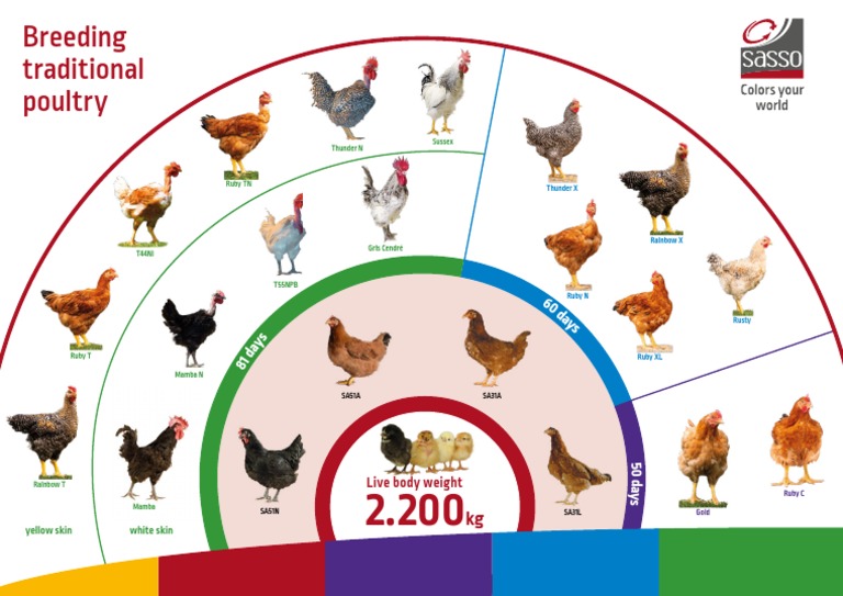 Sasso Chicken Breeds Overview | PDF
