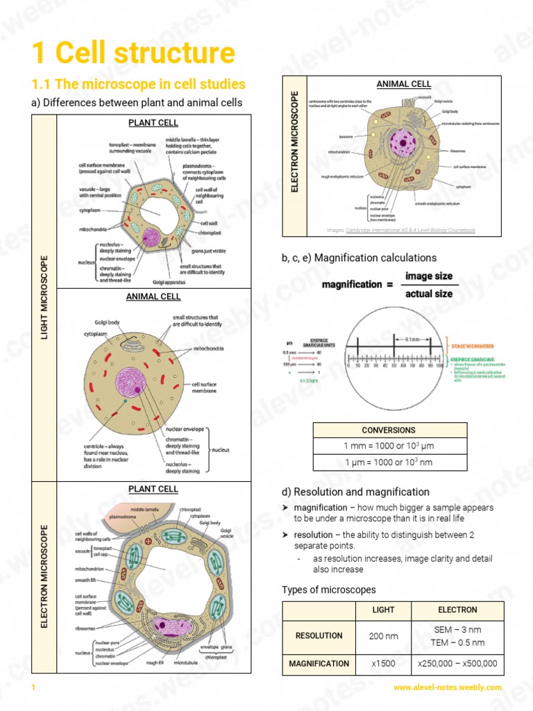 A-Level Biology Cell Structure Guide | PDF