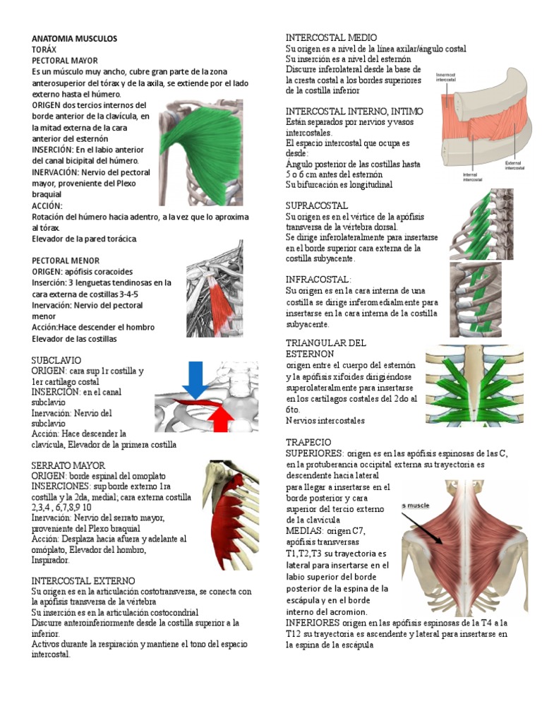 Inervación de los músculos torácicos | PDF | Tórax | La columna vertebral