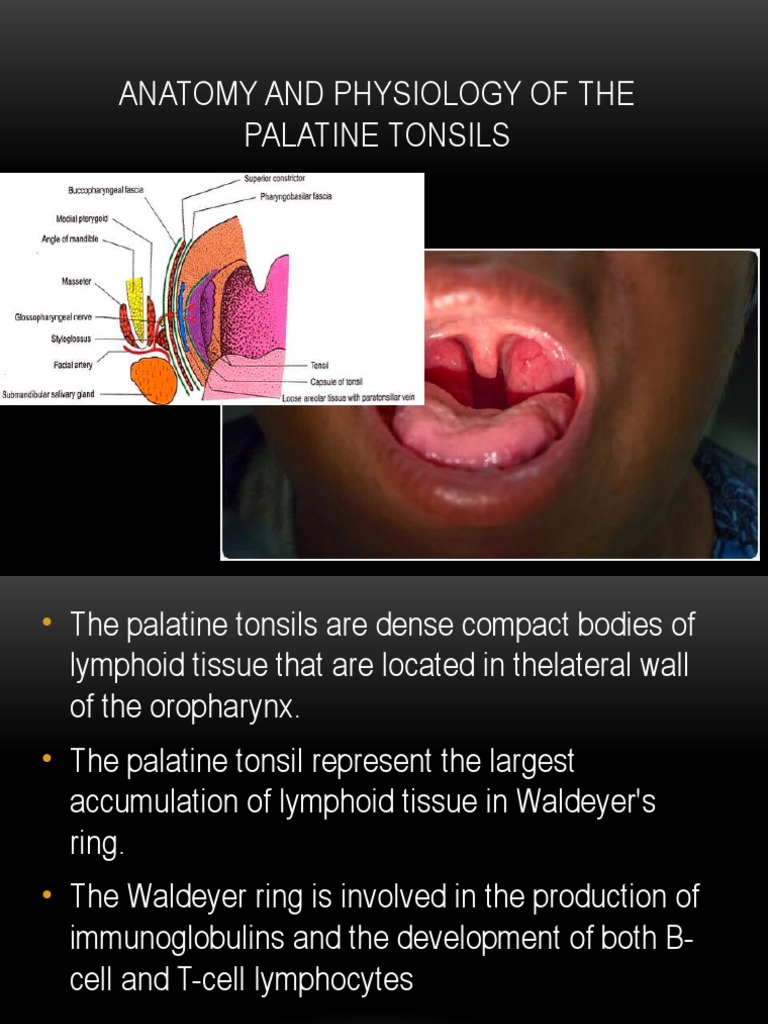 Tonsil Anatomy And Physiology Tonsils And Faucial Arches Diagram