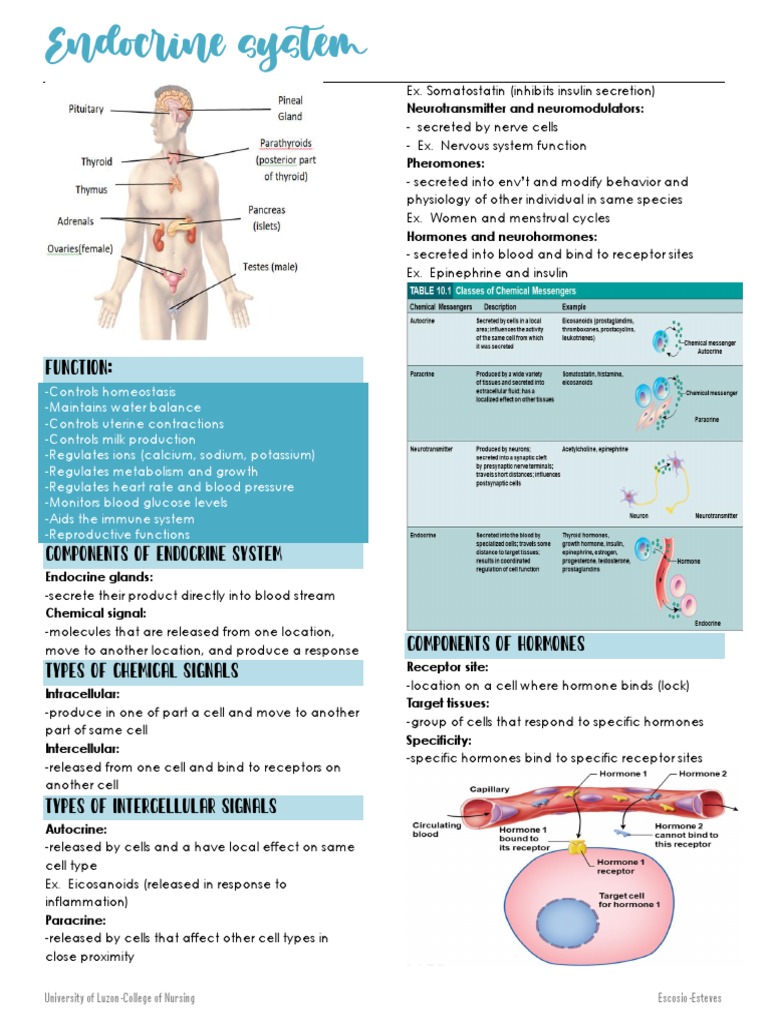 The Endocrine System: A Comprehensive Overview of Hormone Function, Glandular Structure, and ...