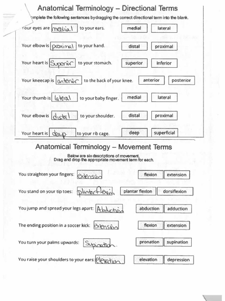 1A Anatomical Terminology - Planes - Axis | PDF