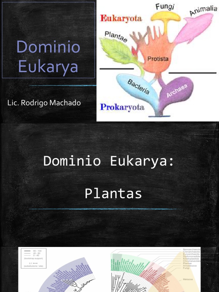 Tema 6 Dominio Eukarya - Plantas RESUMIDO | PDF