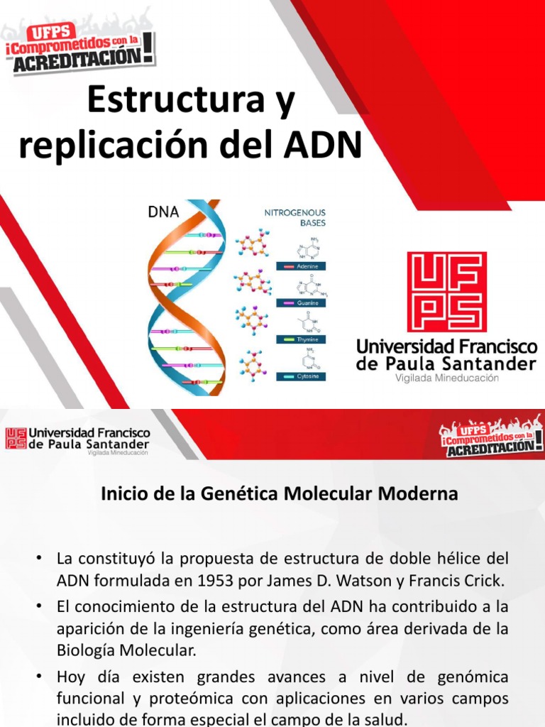 Estructura Del ADN | PDF