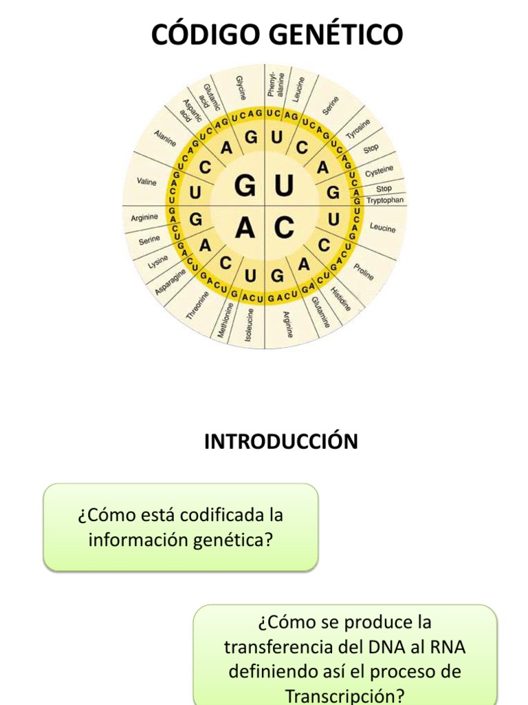 Código Genético: Transcripción y Traducción | PDF