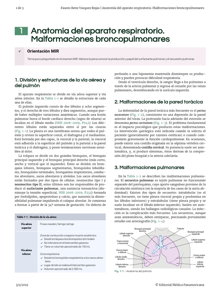Anatomia Del Aparato Respiratorio | PDF