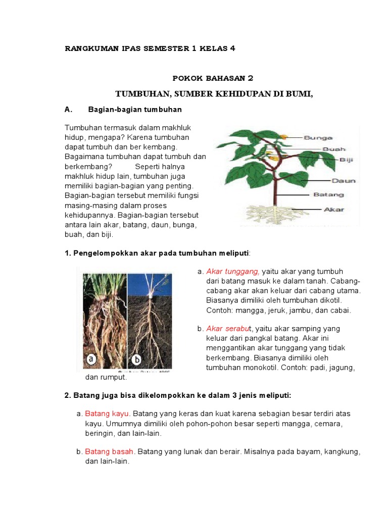 Rangkuman Ipas Tumbuhan Sumber Kehidupan | PDF