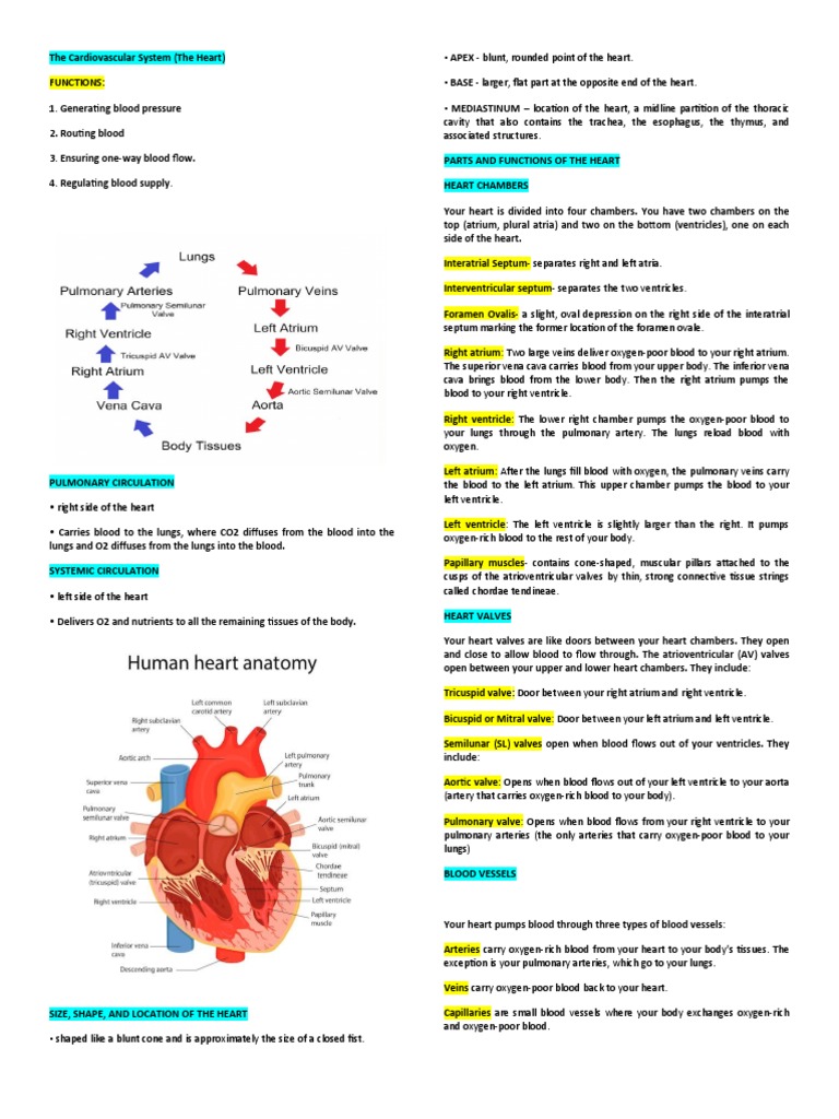 Heart Cardiovascular System | PDF | Heart Valve | Heart