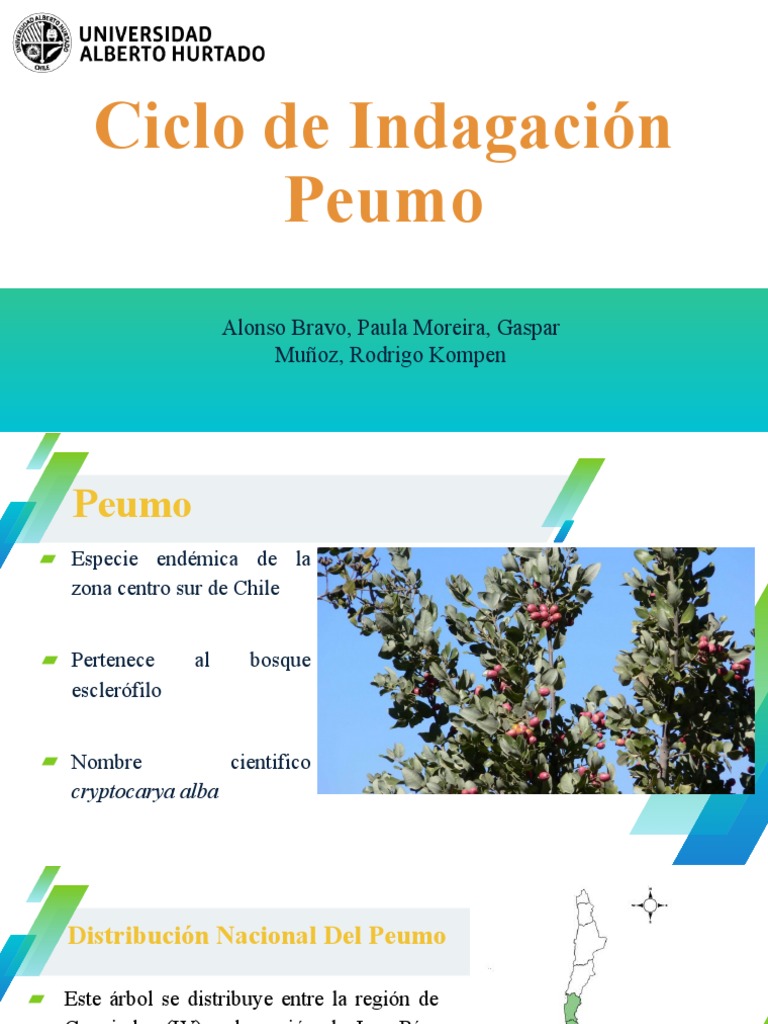 Ciclo de Indagación Peumo | PDF | Arboles | Chile