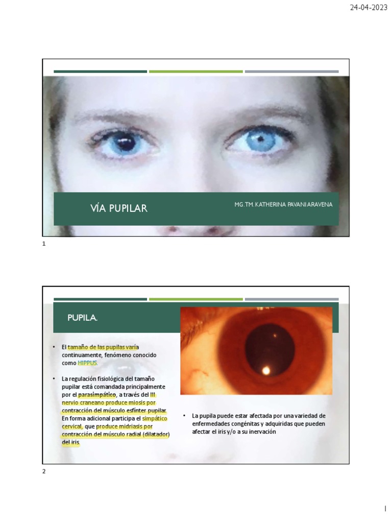 Clase 9 Neuro Oftalmología - 230506 - 102105 PDF | PDF | Ojo humano | Ojo