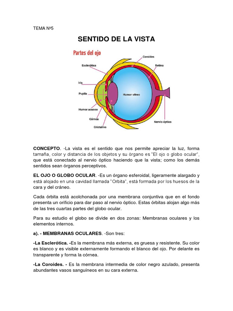 Sentido de La Vista | PDF | Ojo humano | Ojo