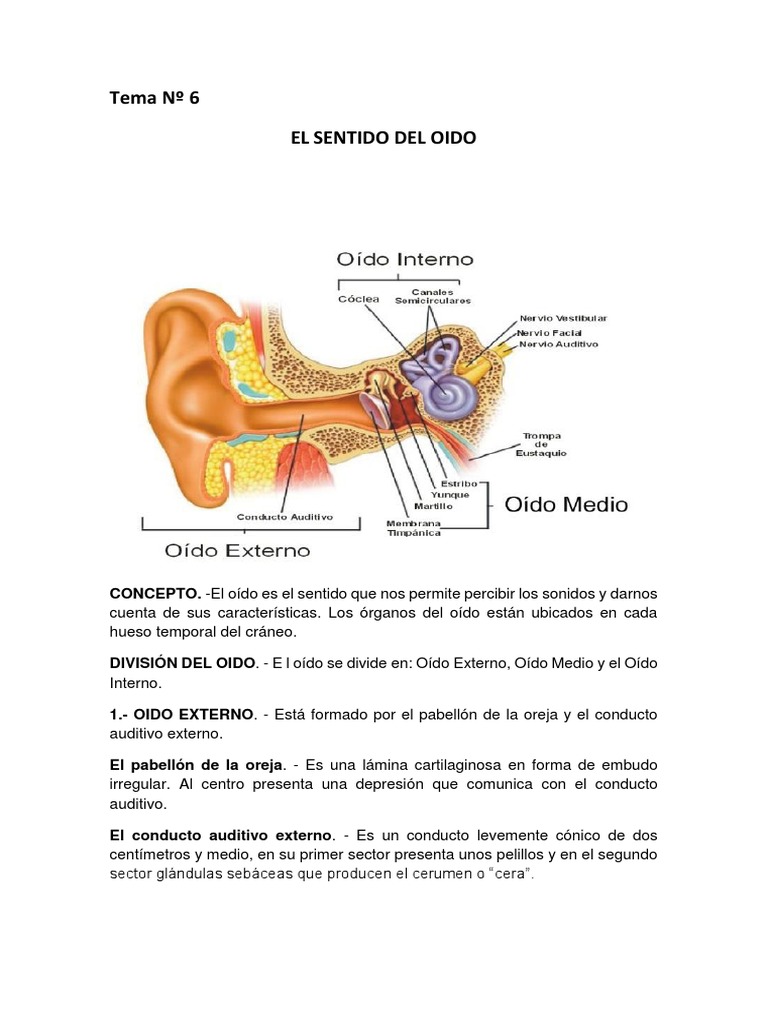 El sentido del oído: conceptos y partes | PDF | Artes del Lenguaje y ...