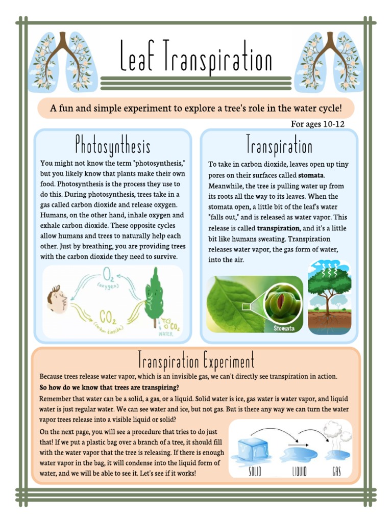 Transpiration Experiment | PDF | Stoma | Water