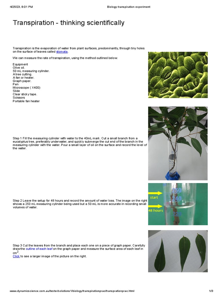Transpiration Experiment Guide | PDF | Stoma | Leaf