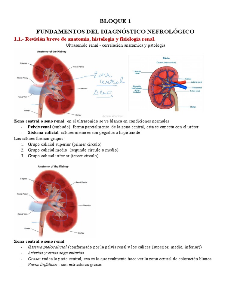 Nefro Primer Interciclo | PDF | Riñón | Orina