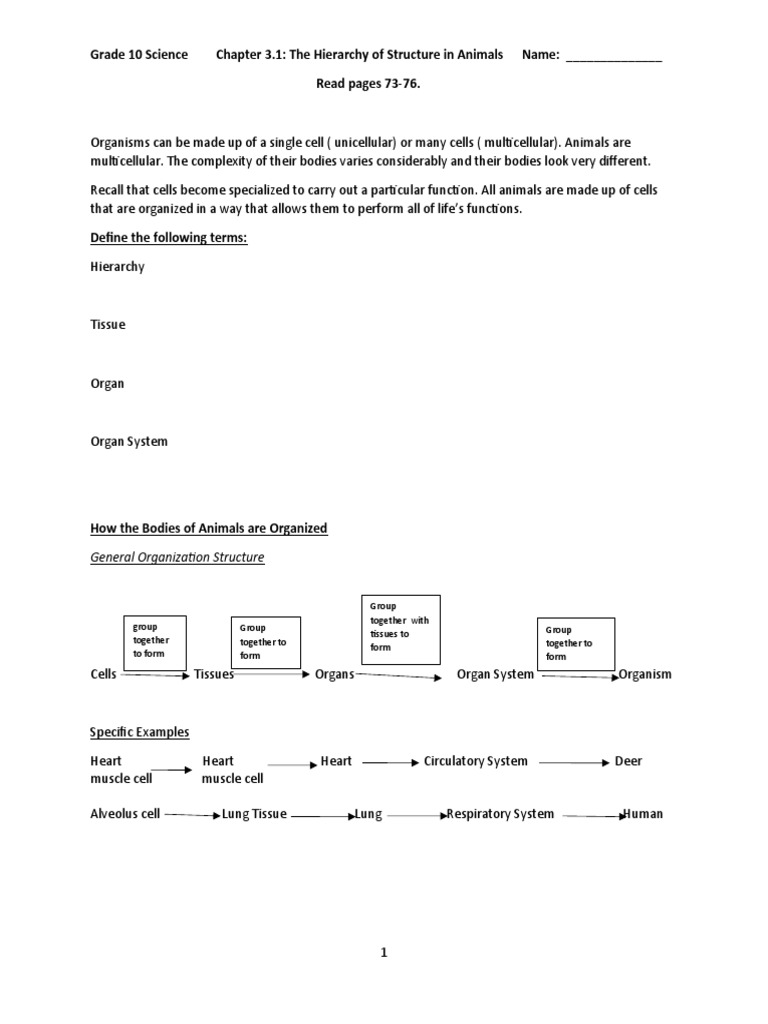 Hierarchical Structure in Animals | PDF | Self-Improvement | Wellness