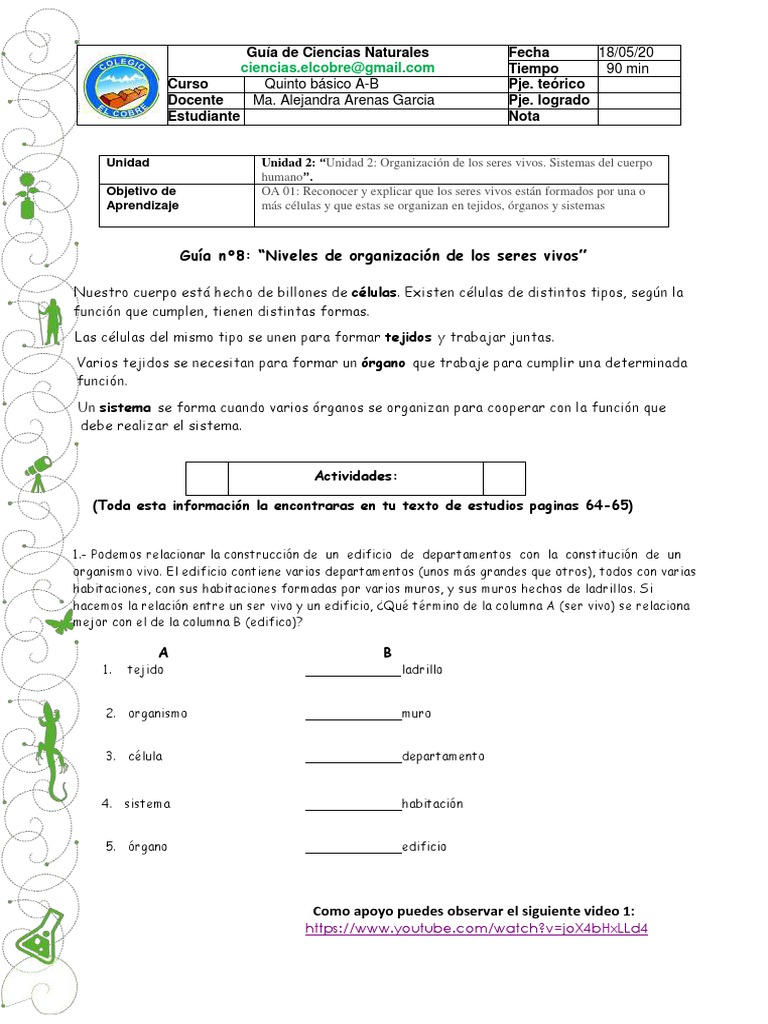 Niveles de Organización de los Seres Vivos | PDF | Organismos | Tejido ...