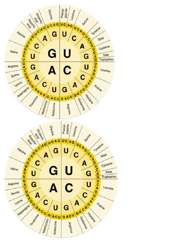 Amino-acid-wheel | PDF