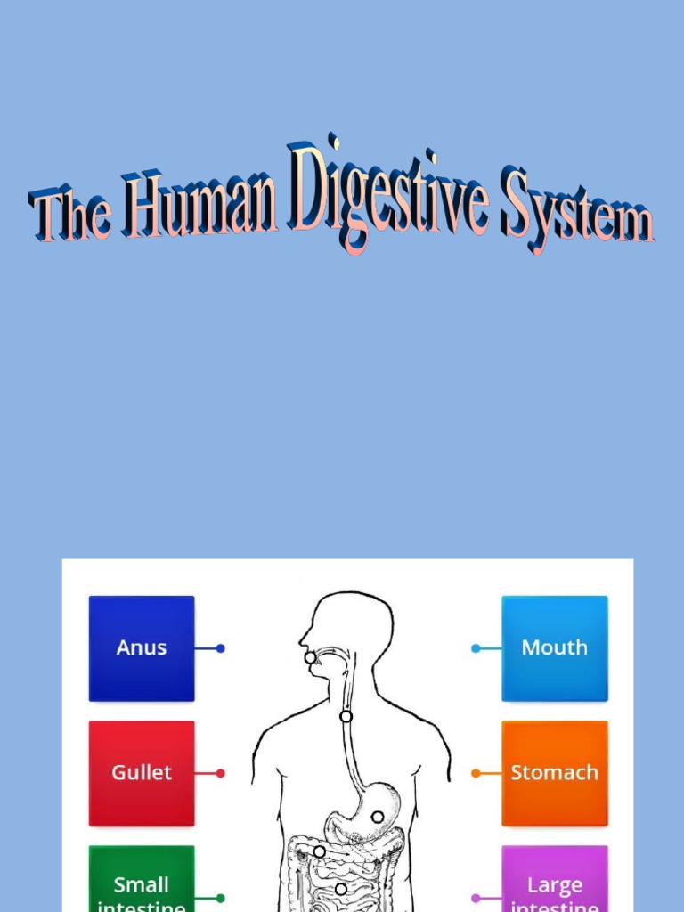 Digestive System Power Point | Download Free PDF | Digestion | Human ...