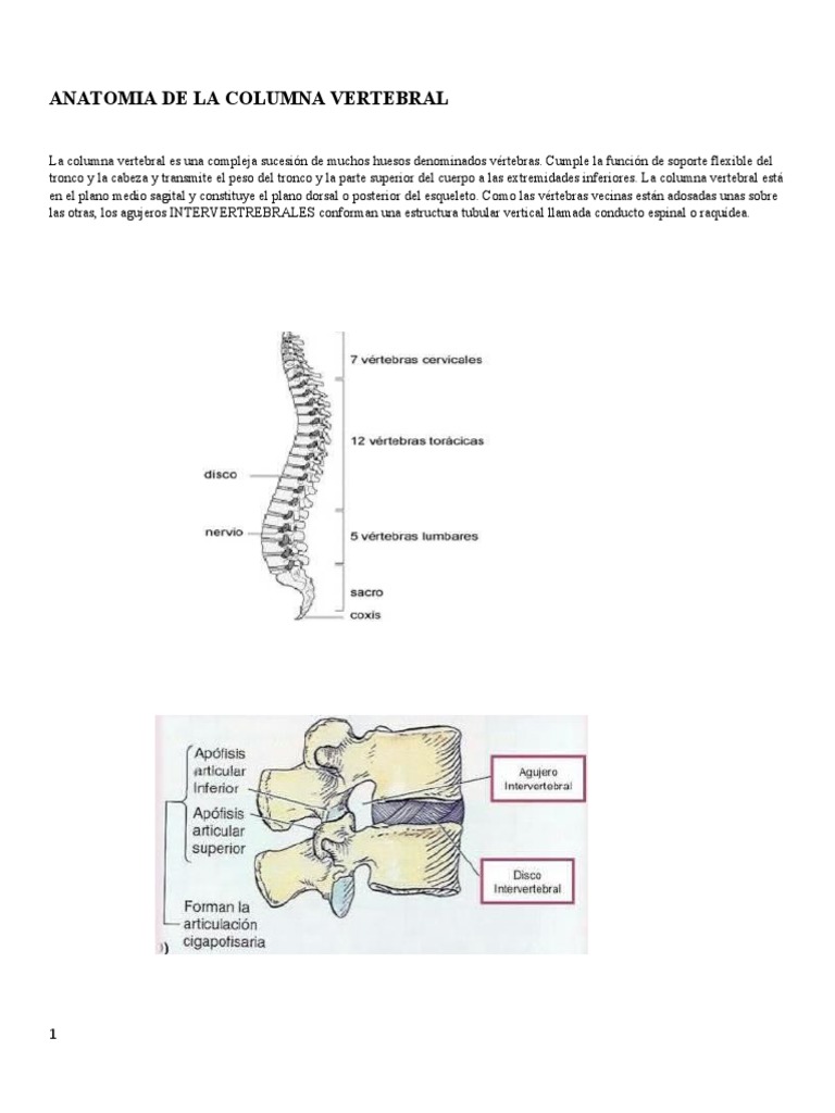 Columna Vertebral - Anatomia y Proyecciones | PDF | Vértebra | La ...