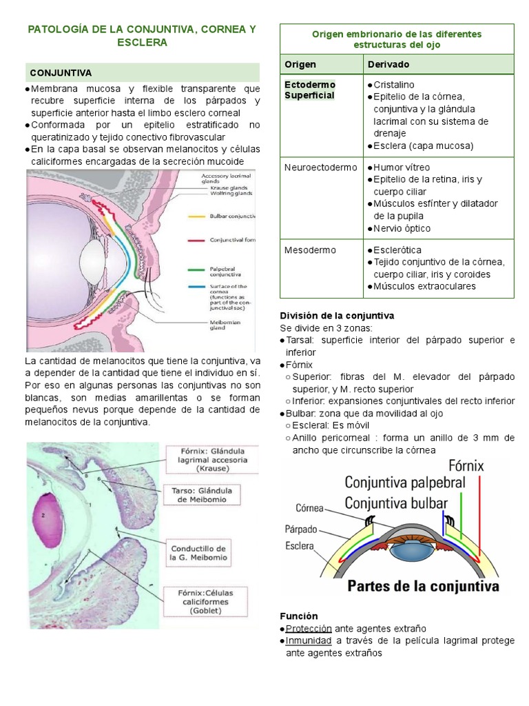 Patologías de Conjuntiva y Córnea | PDF | Córnea | Oftalmología