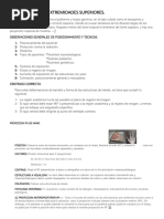 ANEXO TEMA 3 RODILLA-Fosa Intercondilea | PDF | Rodilla | Pelvis