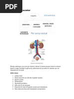 Gammagrafía Renal Estática con DMSA | PDF | Riñón | Imagenes medicas