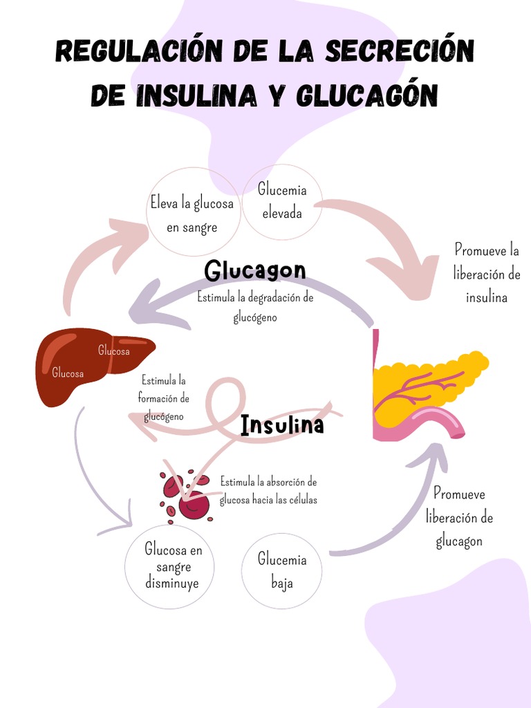 Regulación de La Secreción de Insulina y Glucagon | PDF