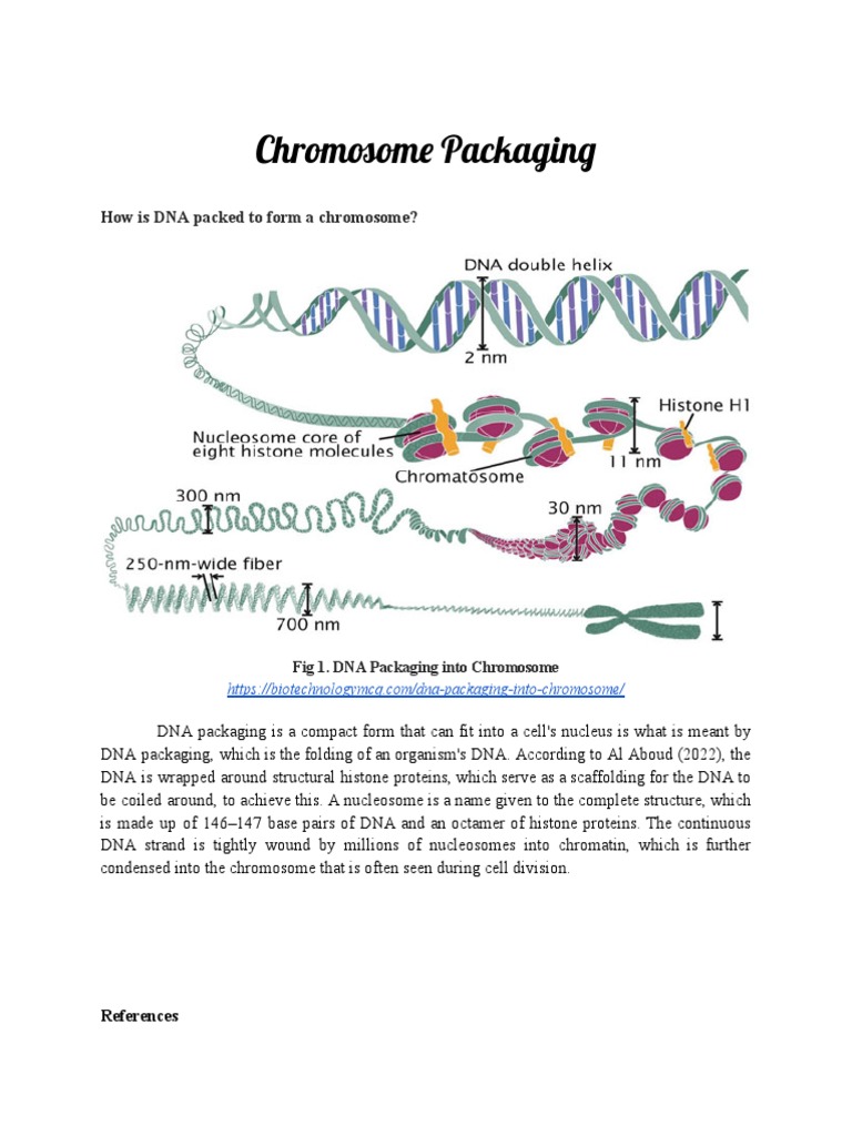 Chromosome Packaging | PDF | Science & Mathematics | Technology ...