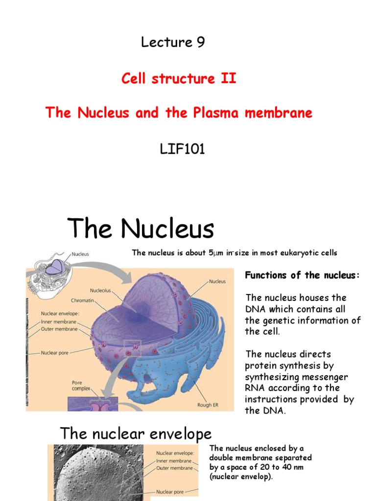 Lecture 9 LIF101 2020 Cell Structurhhe II | PDF | Cell Membrane | Cell ...
