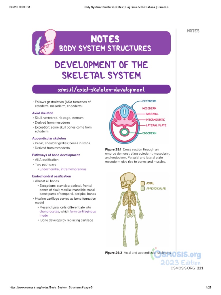 Body System Structures Notes - Diagrams & Illustrations - Osmosis PDF | PDF
