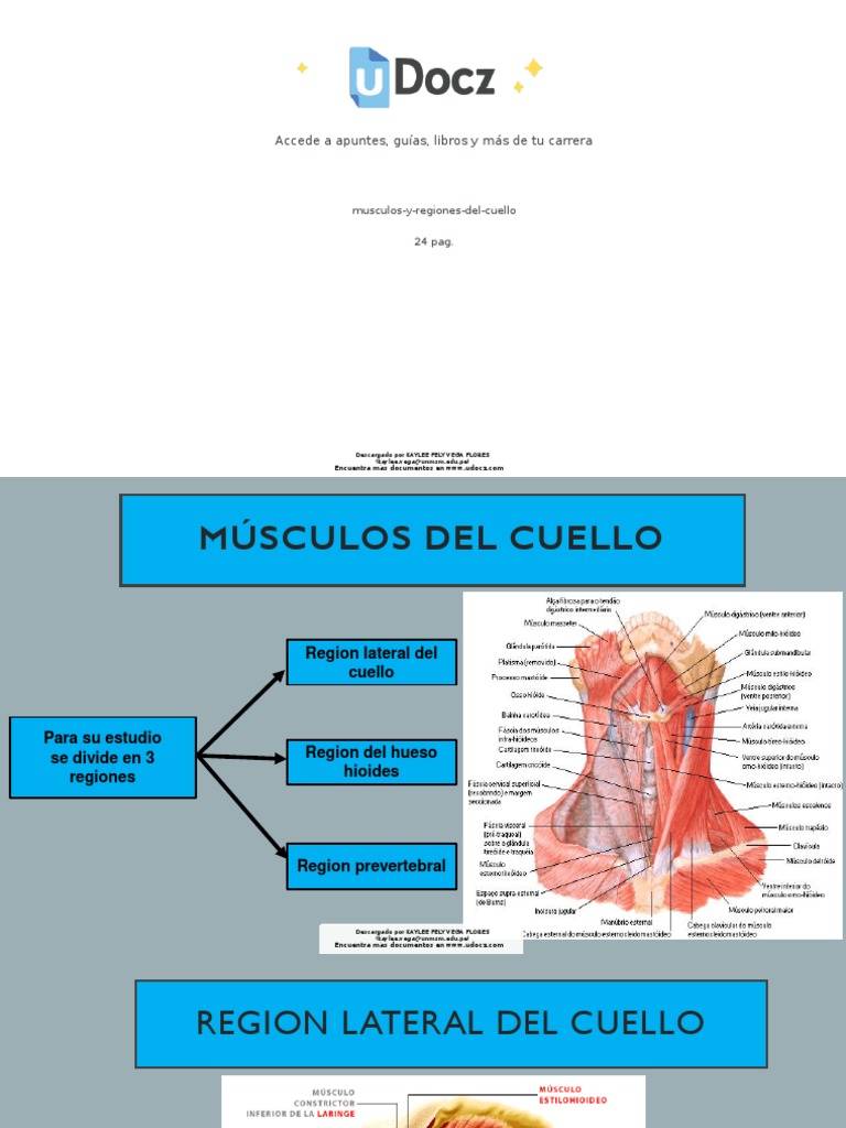 Musculos y Regiones Del Cuello 85484 Downloable 1297188 PDF | PDF ...