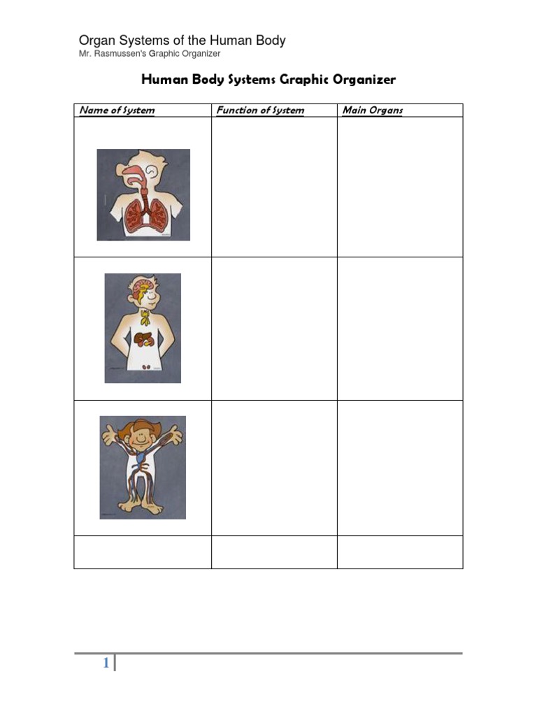 Human Body Systems Organizer Key | PDF | Human Body | Animal Anatomy