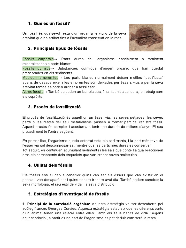 Els Fòssils PDF | PDF