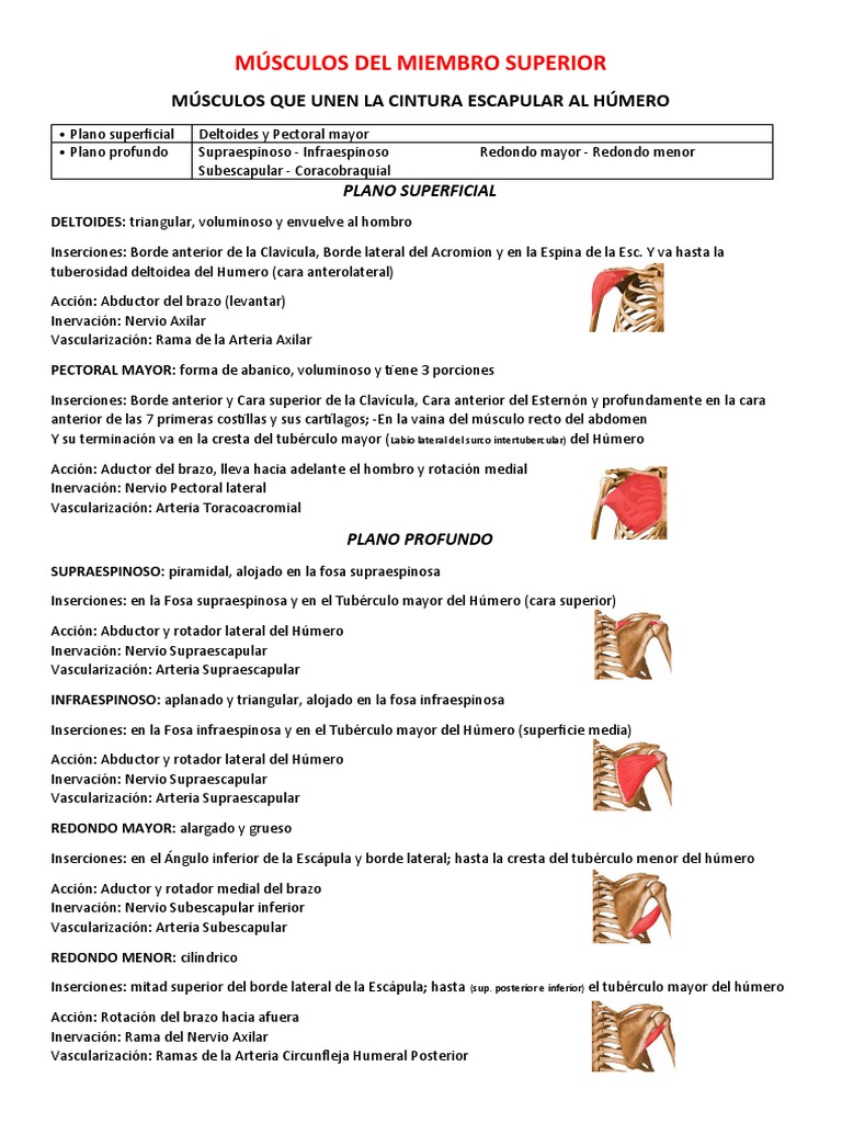 Musculos Del Miembro Superior | PDF | Mano | Extremidades (anatomía)